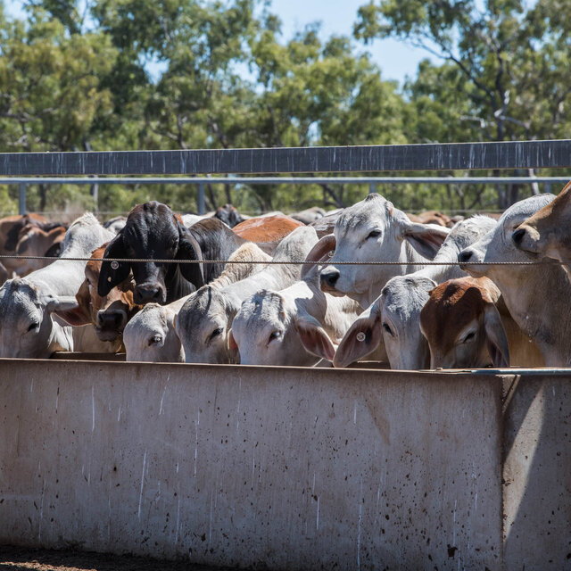 Optimising Feedlot Cattle Digestion with Beef Culture Plus