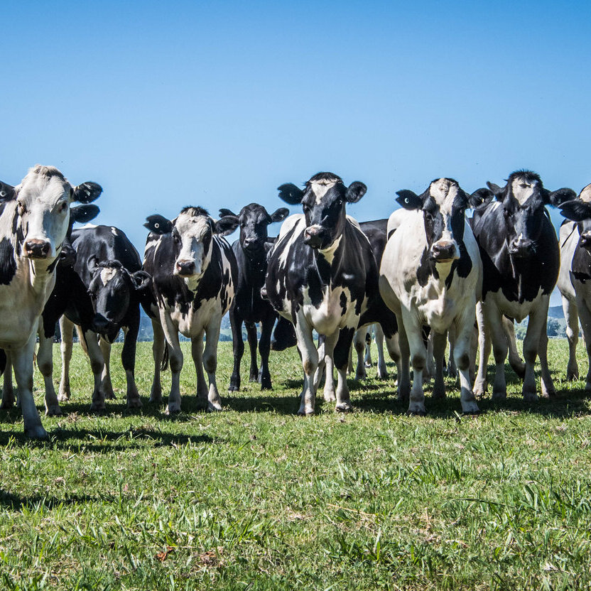 Mitigating Copper Deficiencies in Dairy Cattle