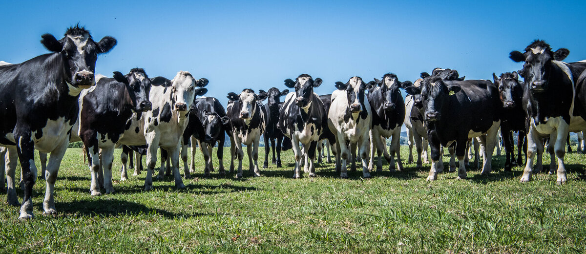 Mitigating Copper Deficiencies in Dairy Cattle