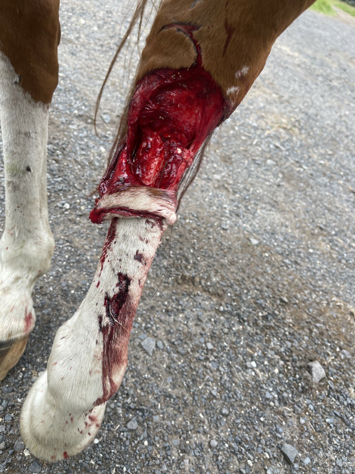 ZinMet 50 enables speedy recovery for degloved horse